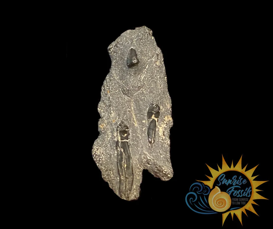 Stingray — Sunrise Fossils