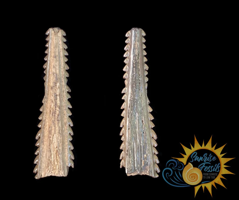 Stingray — Sunrise Fossils