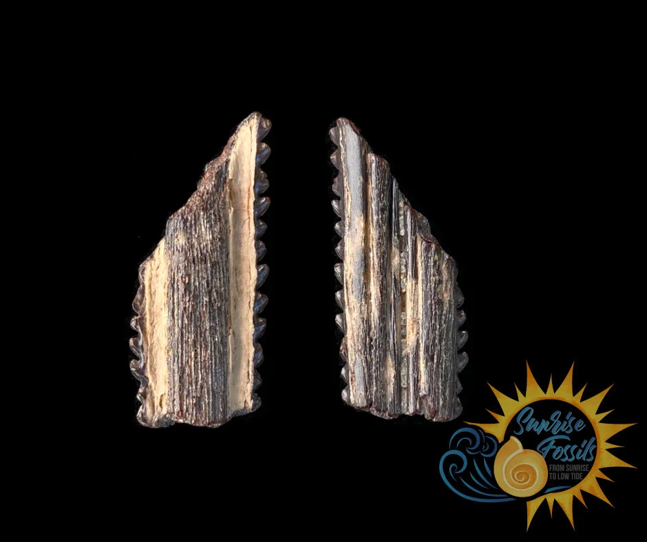 Stingray — Sunrise Fossils