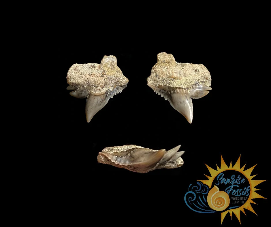 Cow Shark Teeth — Sunrise Fossils