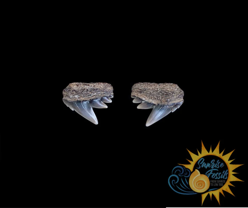 Cow Shark Teeth — Sunrise Fossils