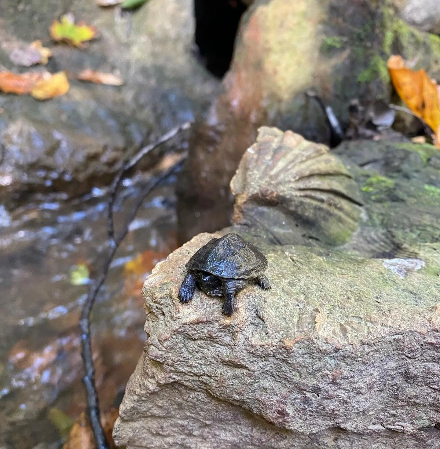 Collection Catalog — Sunrise Fossils