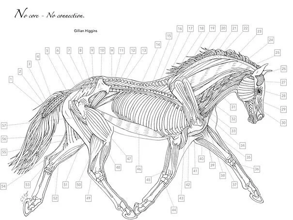 Equine Anatomy Coloring Pages [2025]