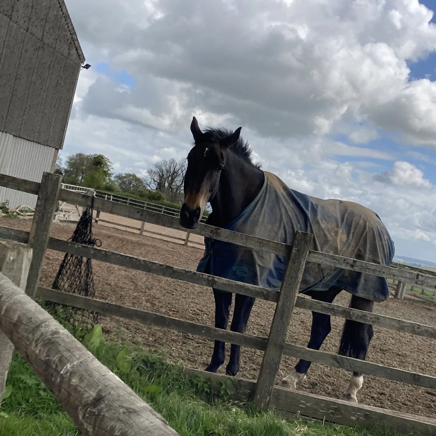 The Equine Digestive System - with Gillian Higgins - Horses Inside Out ...
