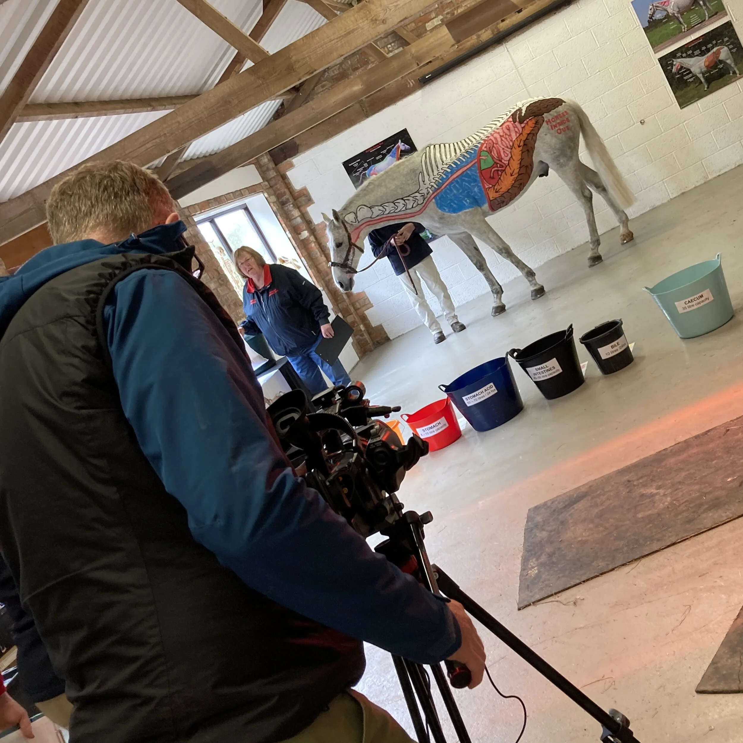 The Equine Digestive System - with Gillian Higgins - Horses Inside Out ...