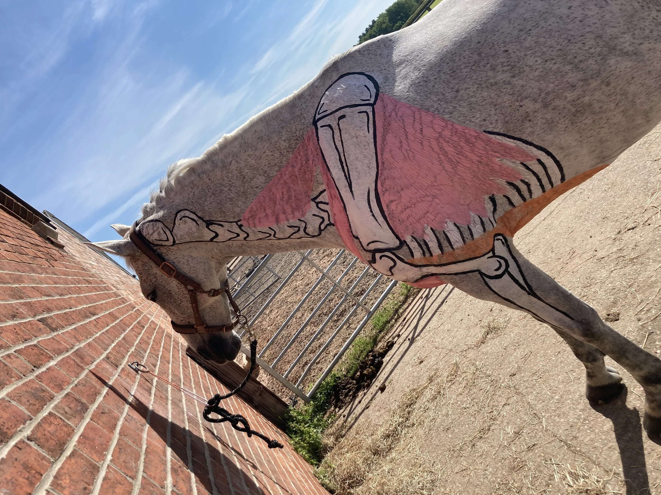 Riding from and Anatomical Perspective, with Gillian Higgins - Horses ...