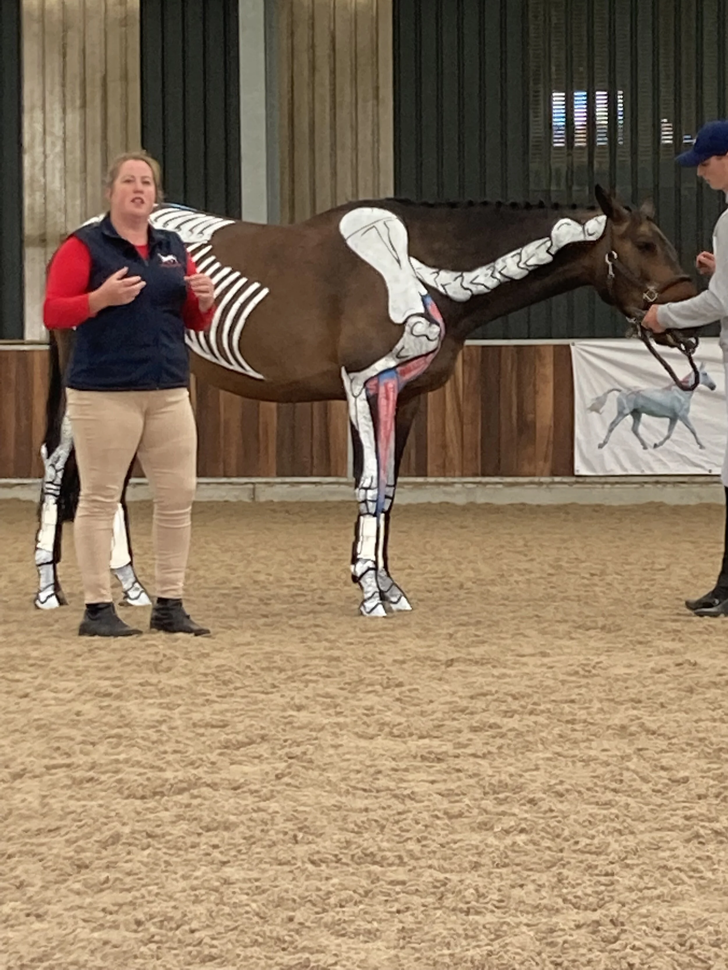 Jumping from an Anatomical Approach with Gillian Higgins - Horses ...