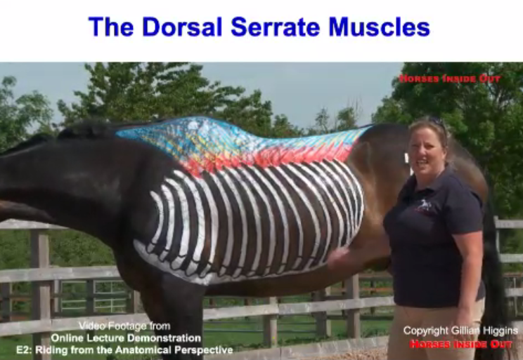 Muscular Misconceptions - what is really beneath the saddle? — Jessica ...