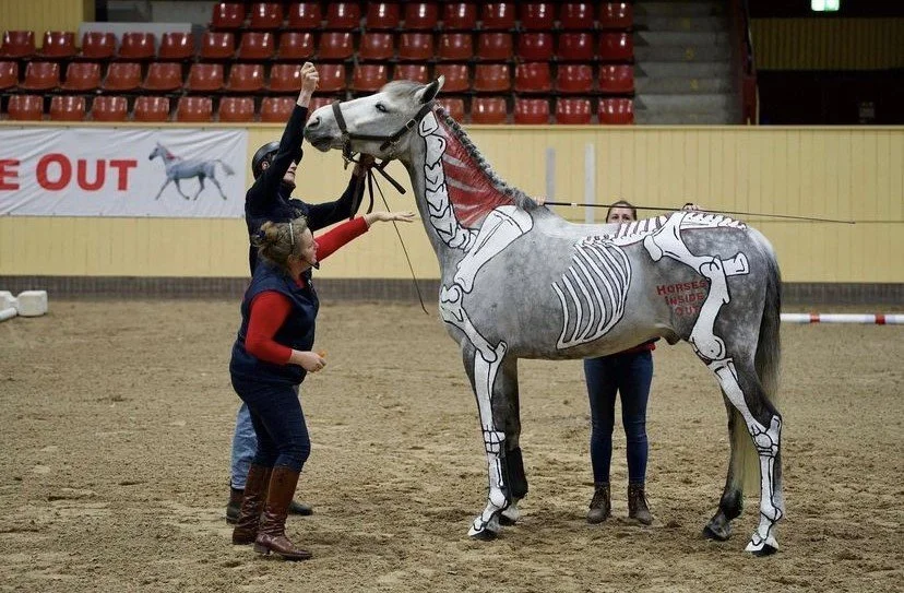 My trip to Sweden with Gillian Higgins — Jessica Limpkin - Equine ...
