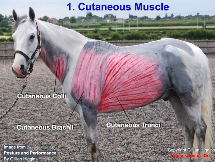 Muscular Misconceptions - what is really beneath the saddle? — Jessica ...