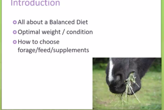 Equine Digestive Anatomy, Feeding & Nutrition — Jessica Limpkin ...