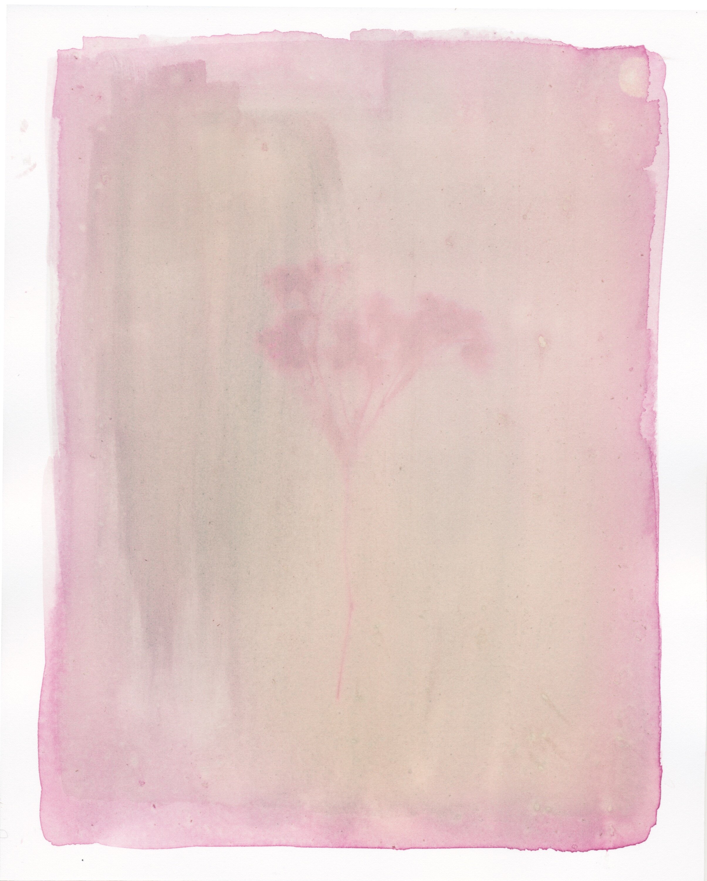 Anthotypes — Rachel Rector