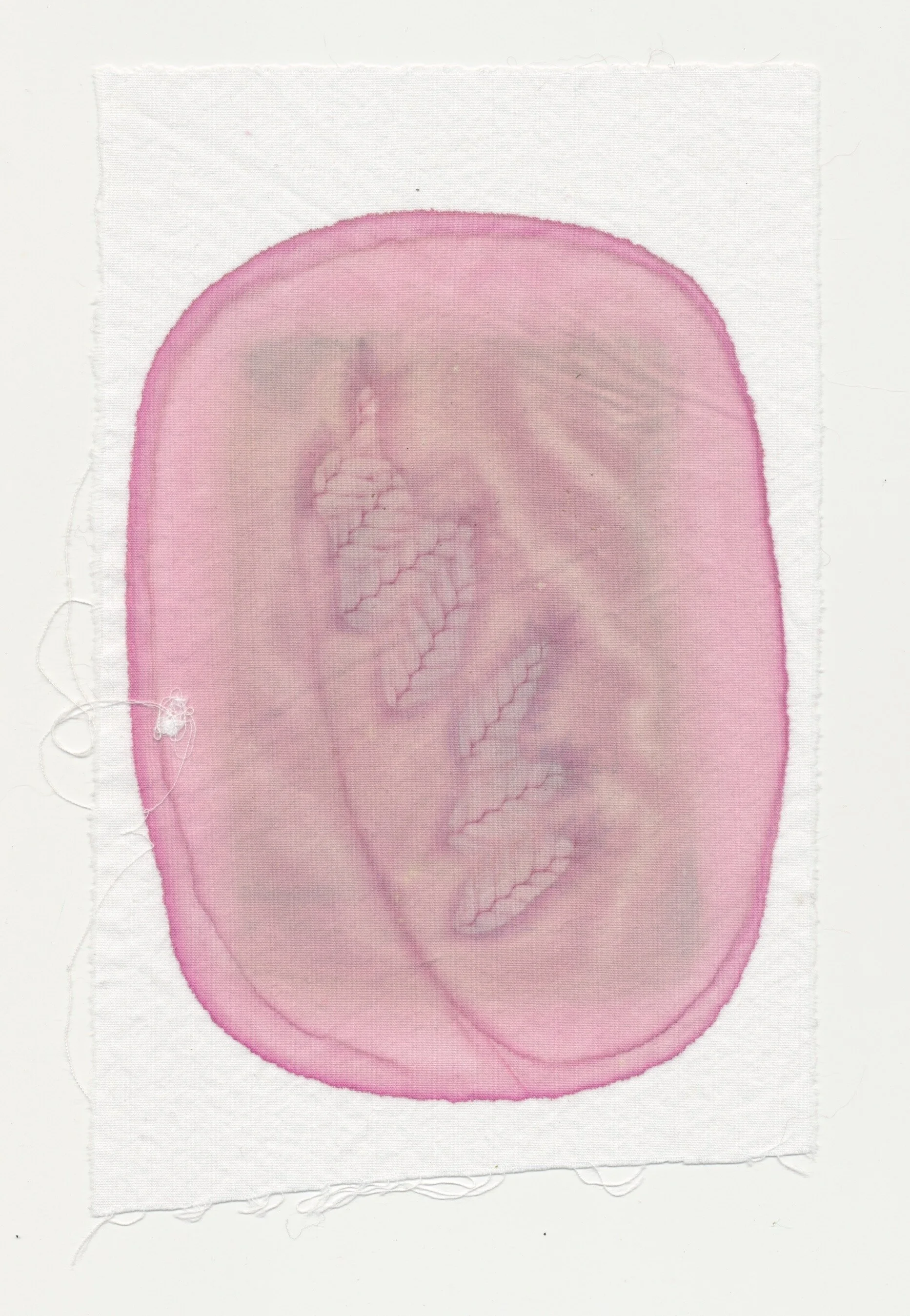 Anthotypes — Rachel Rector