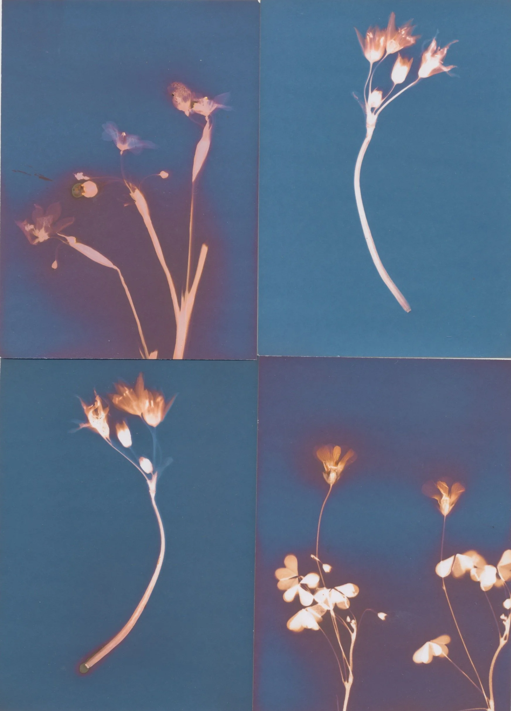 Lumen Prints — Rachel Rector