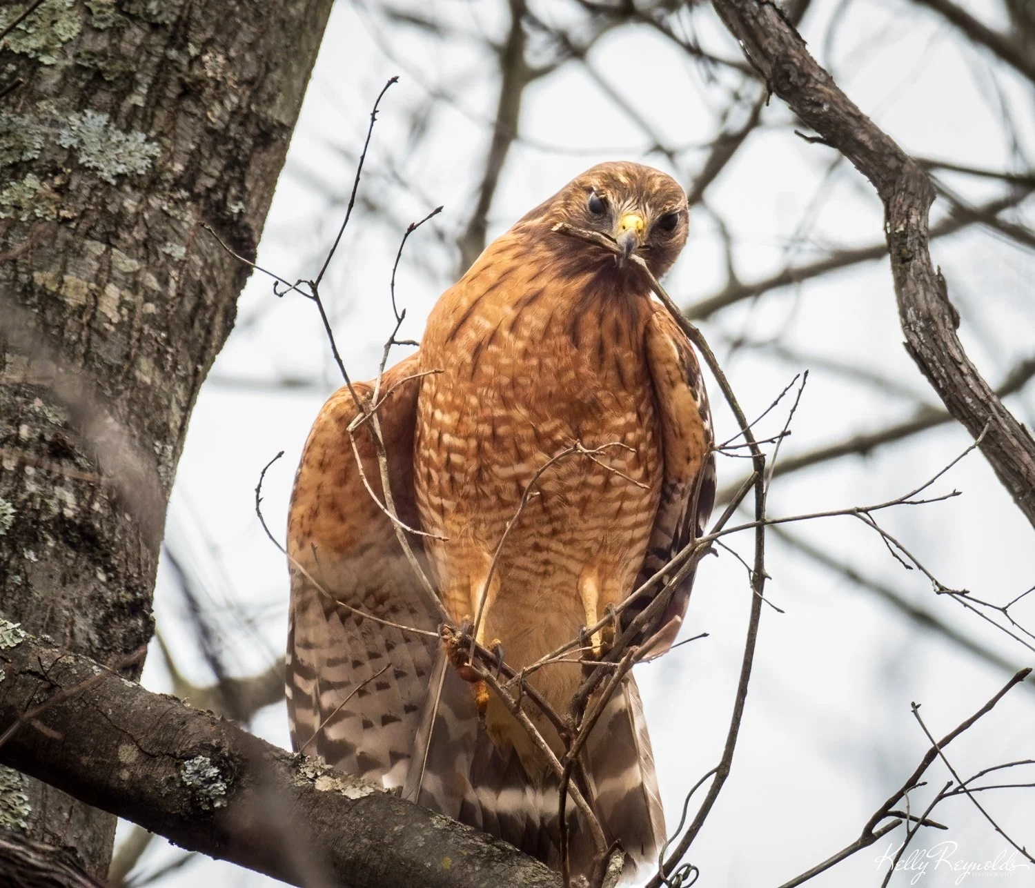 Nesting — Life on the Bluff