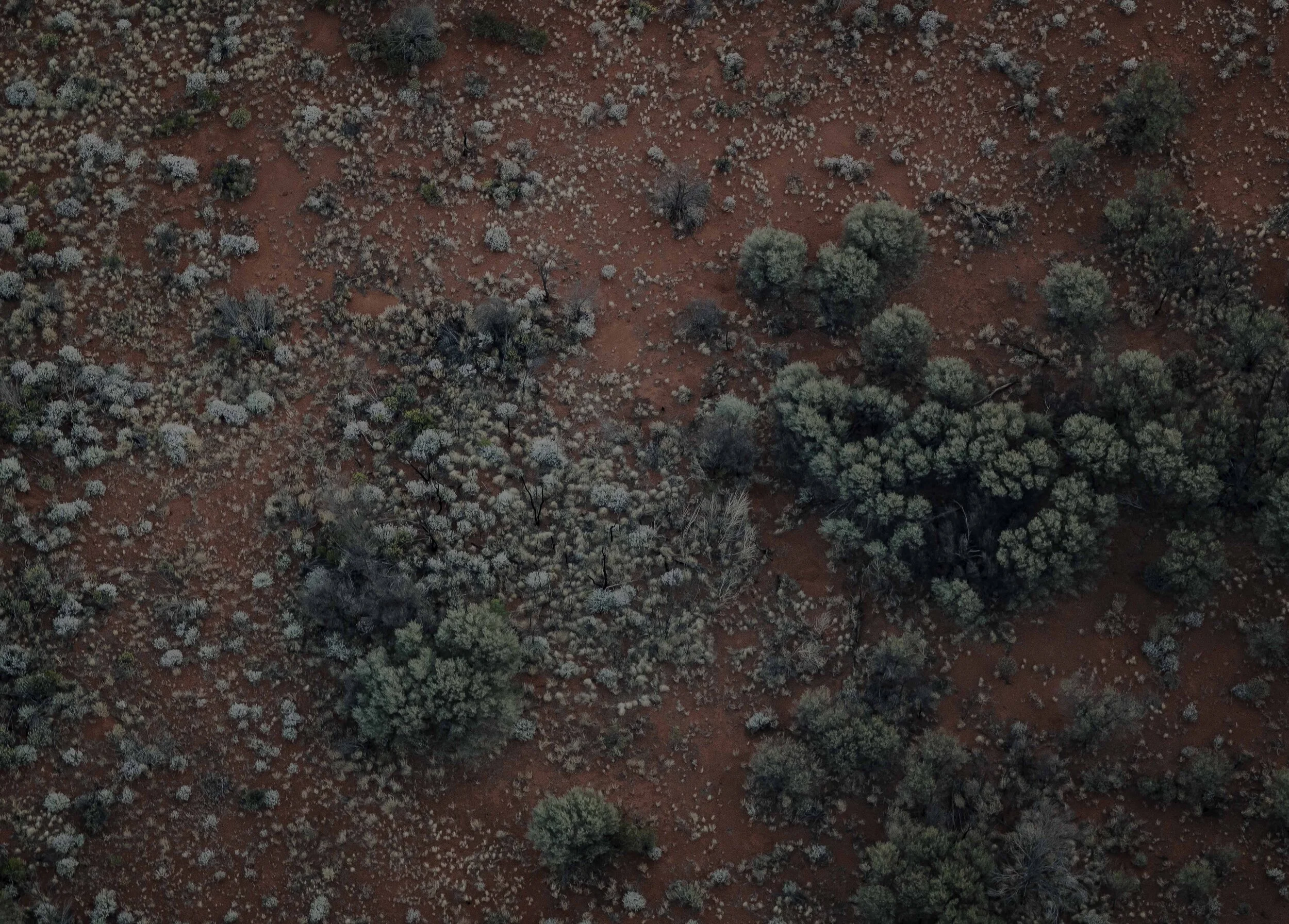 About Us — TELOPIA Australia | Natural skincare for EveryFace