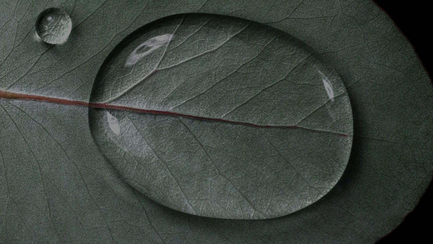 TELOPIA Australia | Chemical free | Premium Men’s Skincare