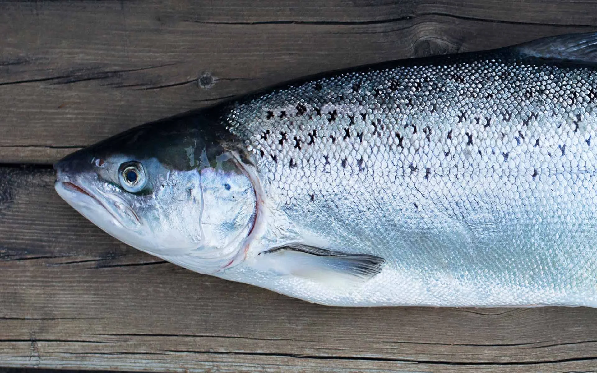 Sustainable Agriculture — Superior Fresh