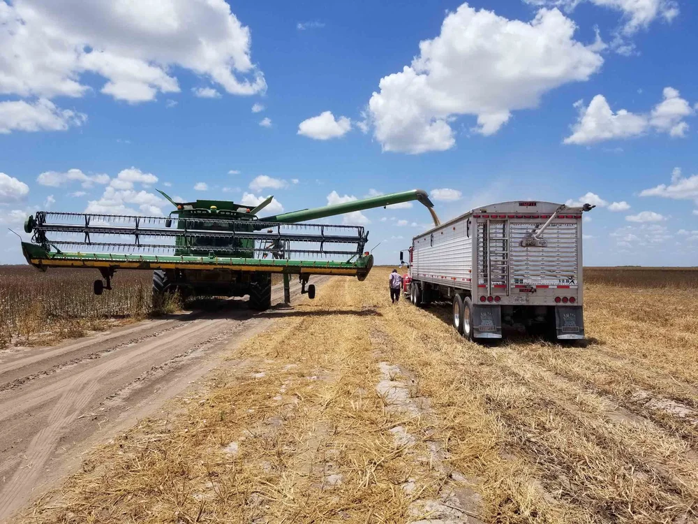 Seed Processing — Sesaco