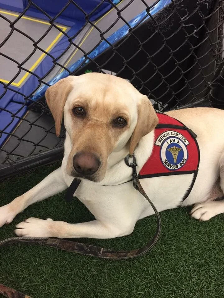 Service Dogs Alabama