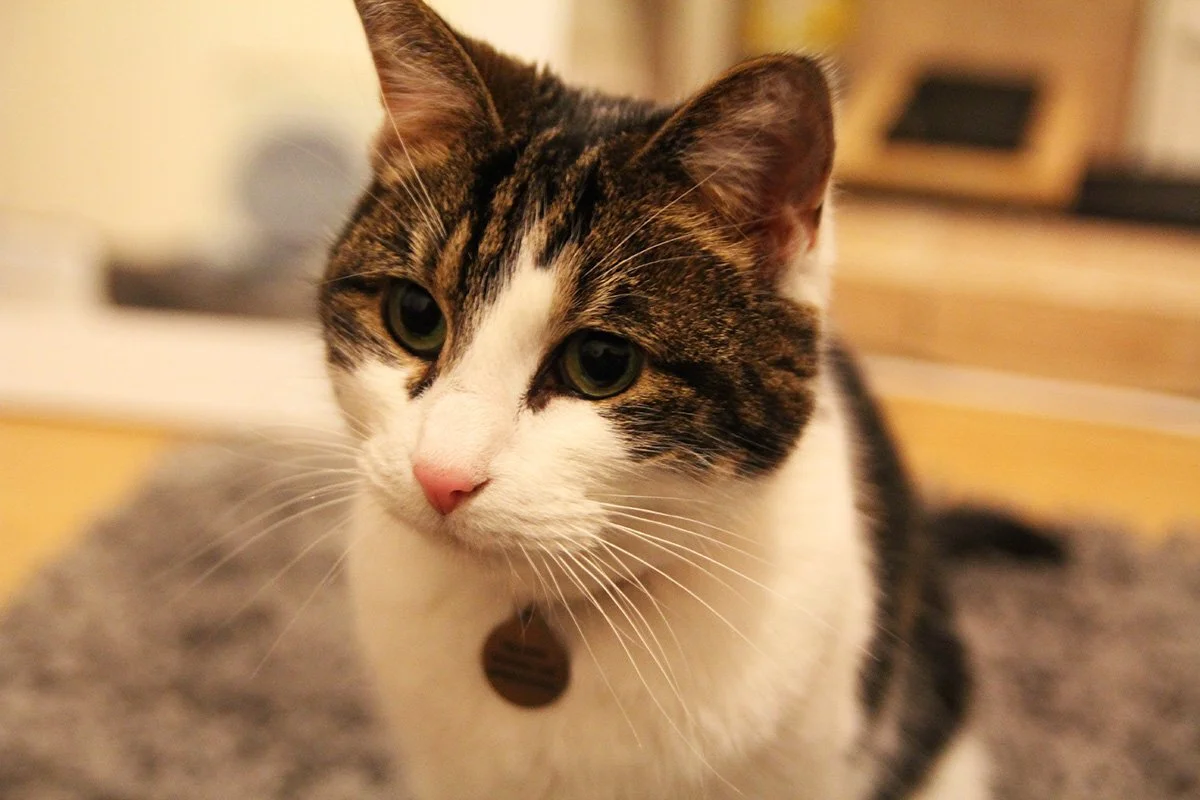 Bio — Lex Croucher