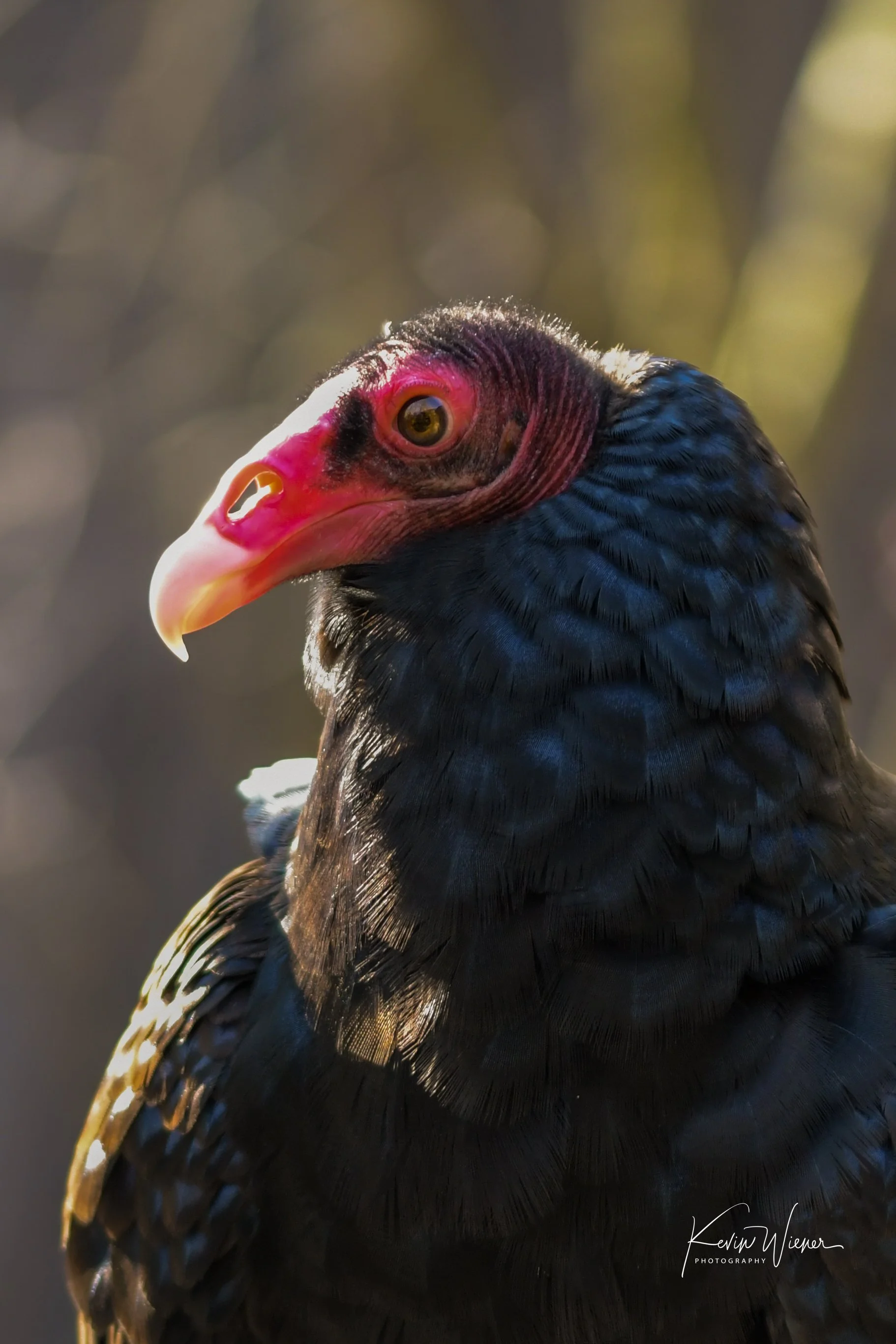 Animal Ambassadors — Wesselman Woods