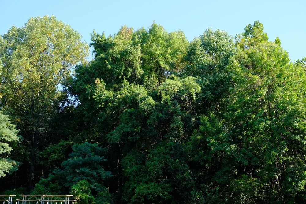 Hours and Admission — Wesselman Woods