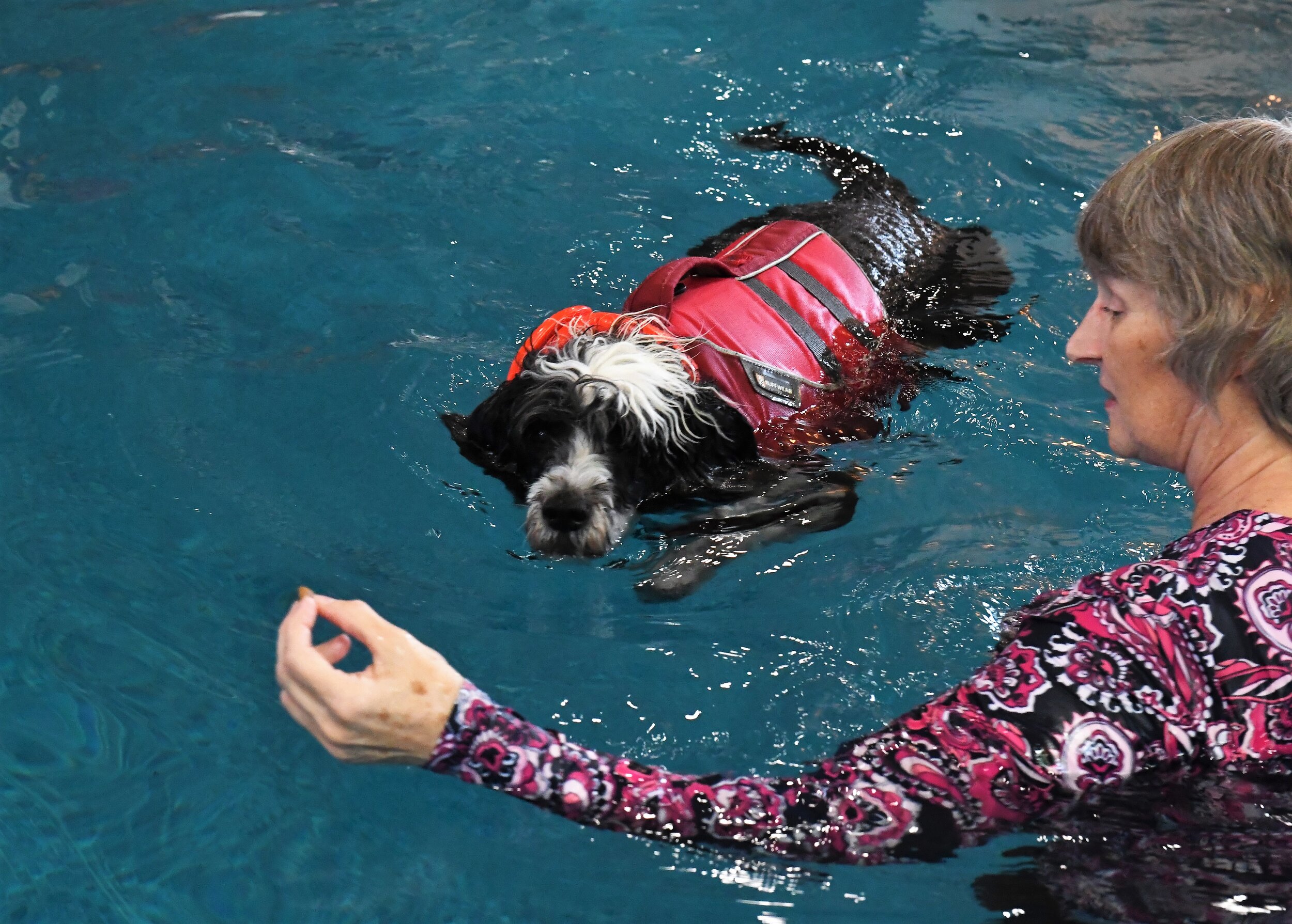 SandDancer Canine Swim Therapy