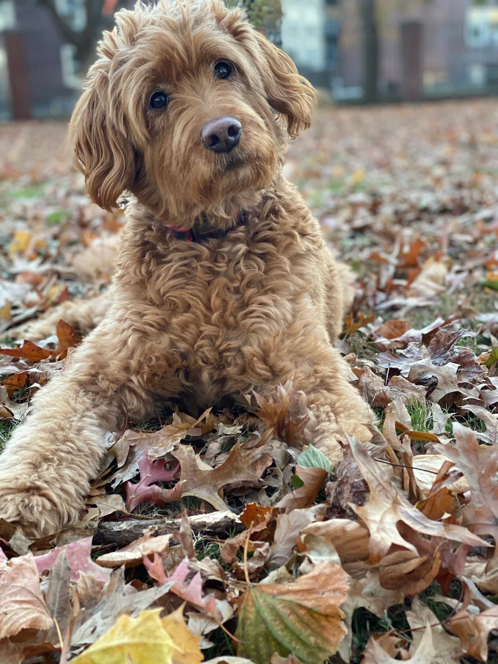 Chauncey: More Than “Just a Dog” — Teresa Pokladowski