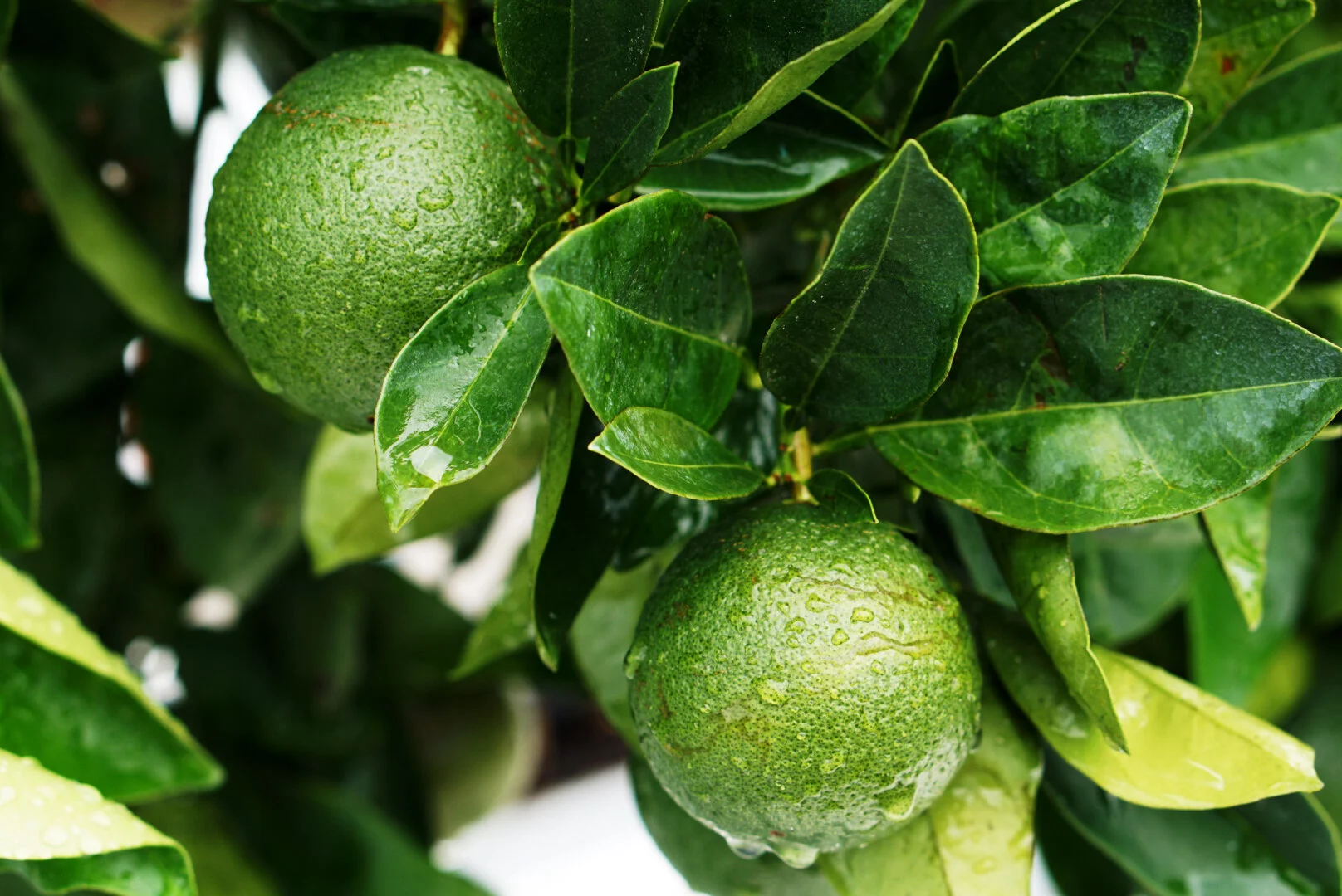 International Farming