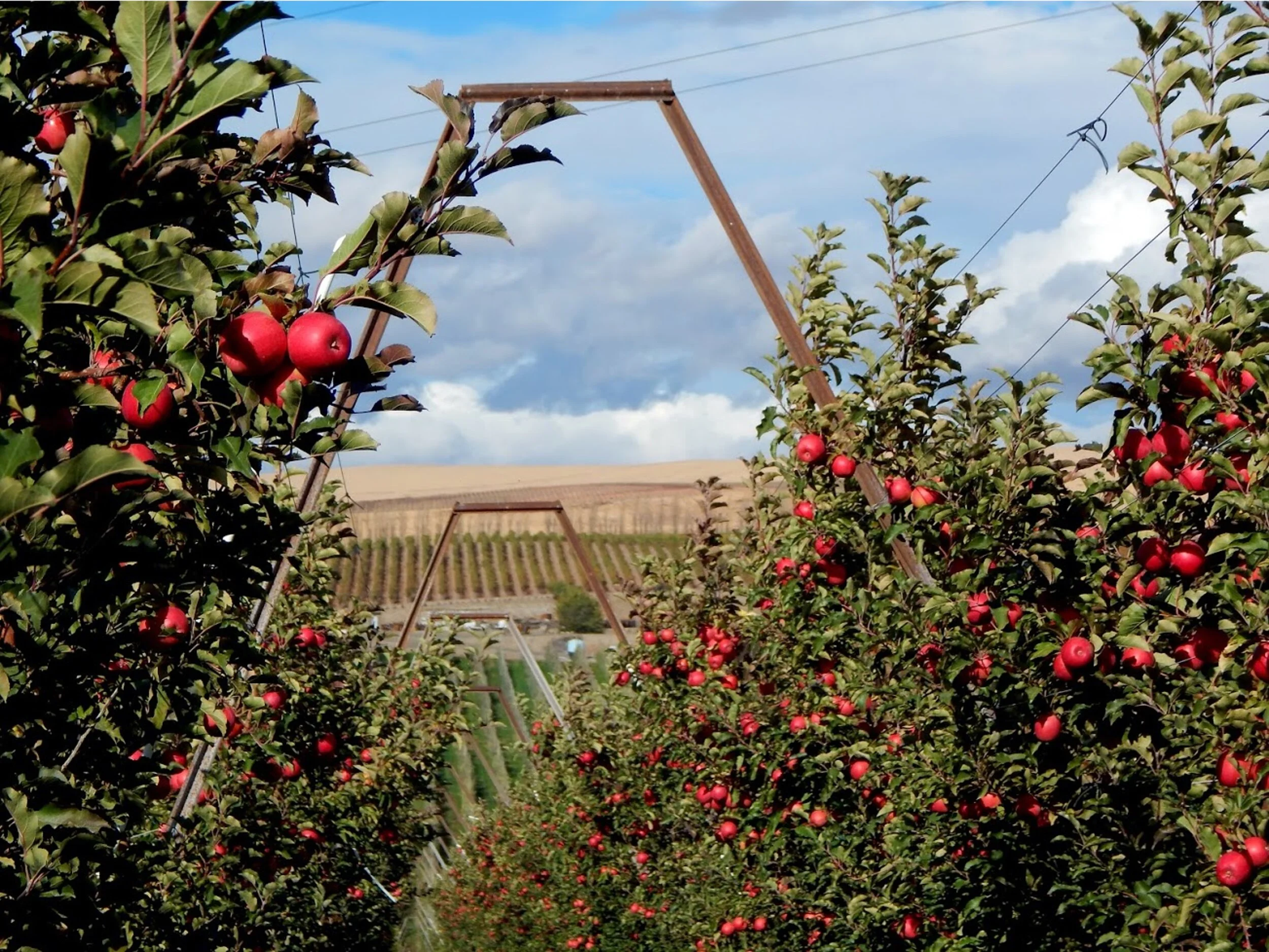 International Farming