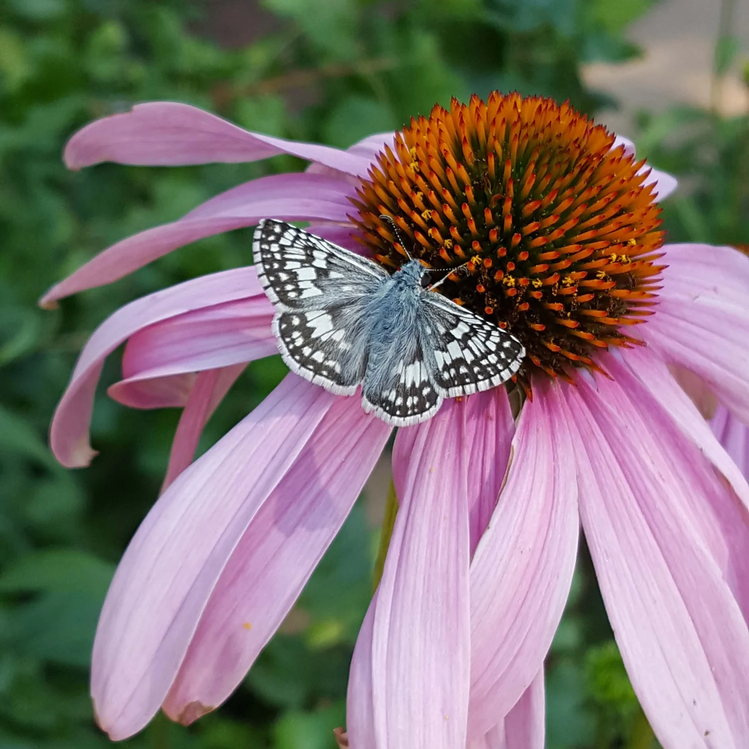Learn More About Native Plants — Santa Fe Extension Master Gardeners