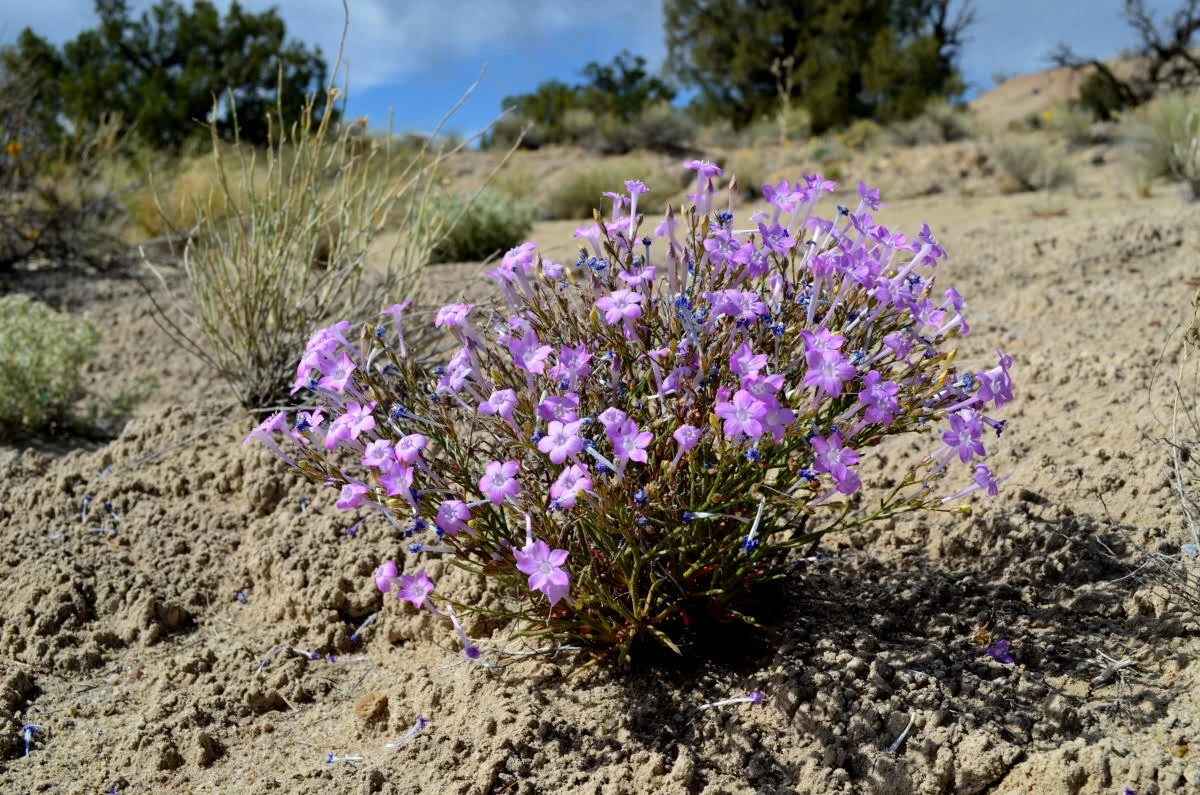 Santa Fe Extension Master Gardeners