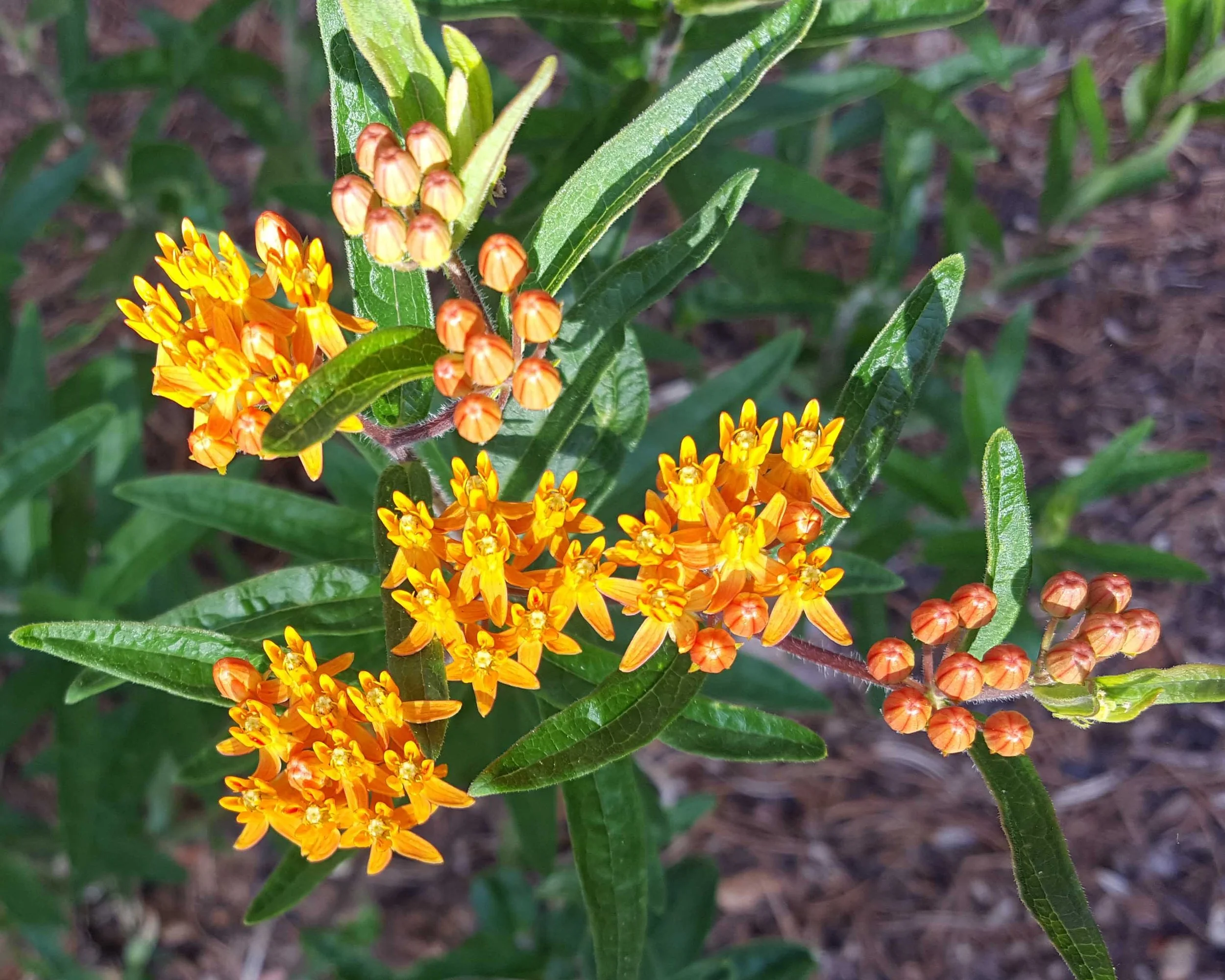 Learn More About Native Plants — Santa Fe Extension Master Gardeners