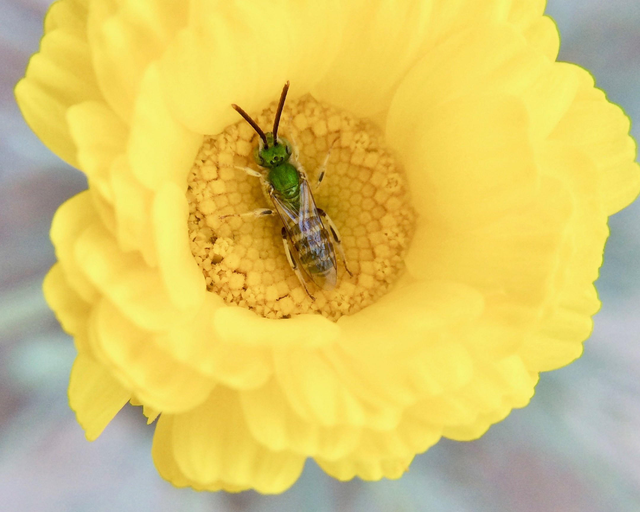 Learn More About Native Plants — Santa Fe Extension Master Gardeners