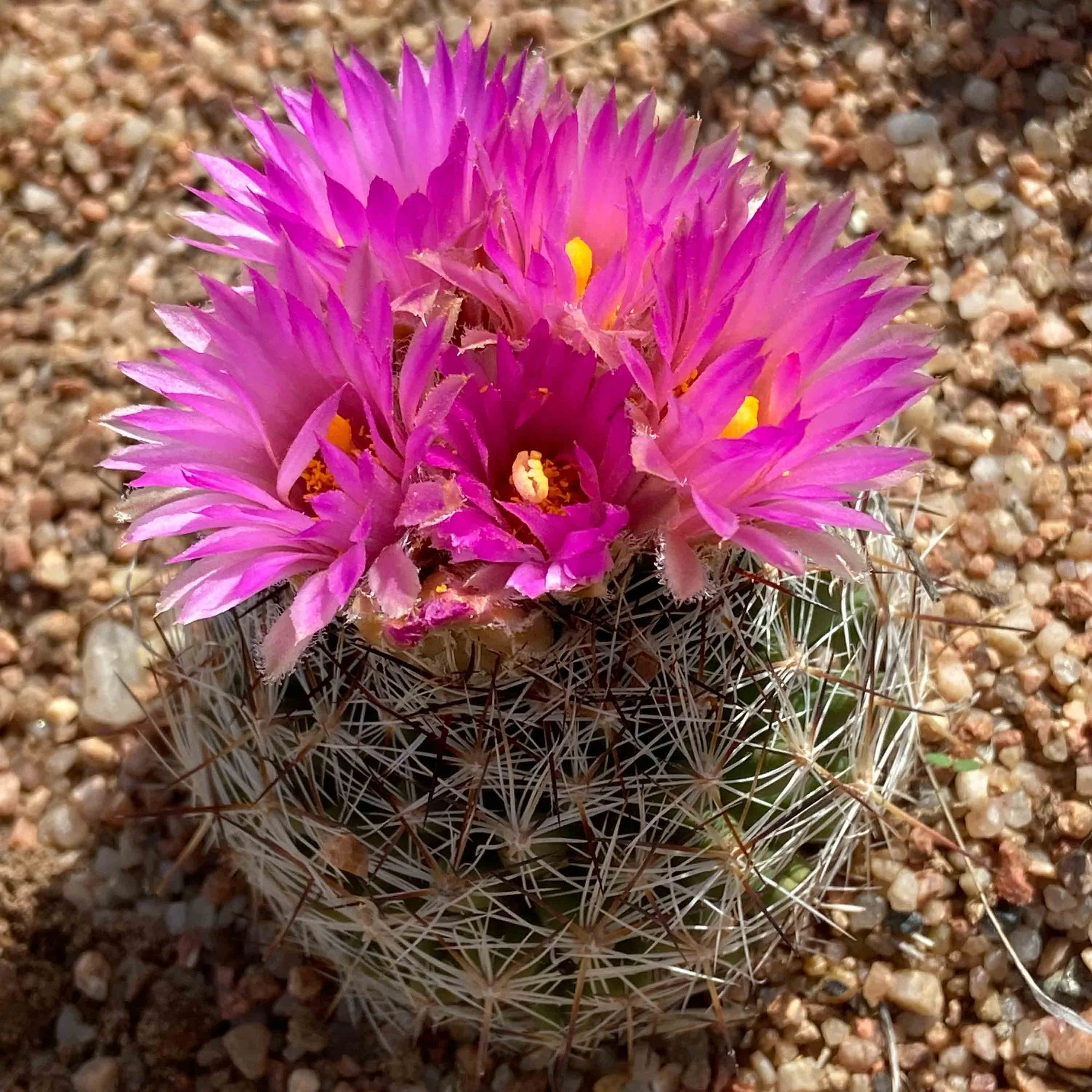 Learn More About Native Plants — Santa Fe Extension Master Gardeners