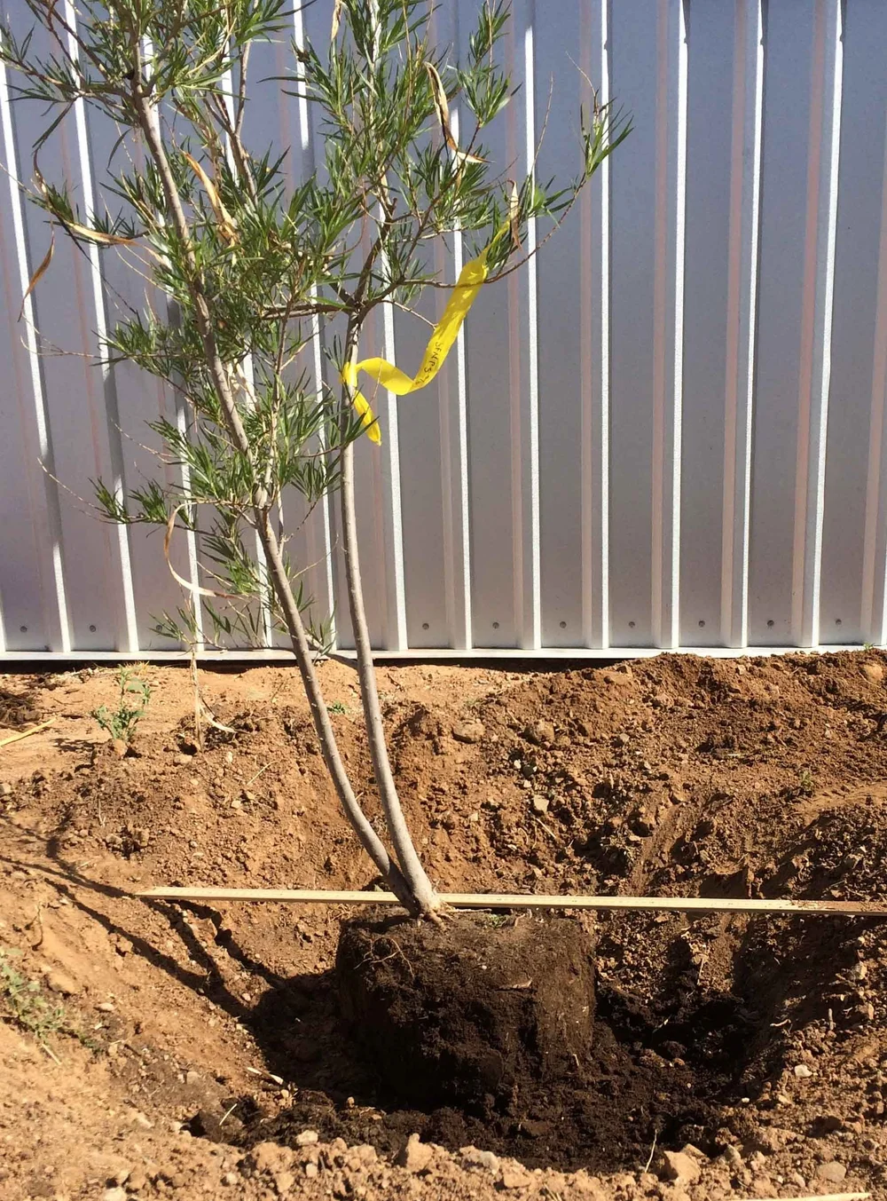 Learn More About Native Plants — Santa Fe Extension Master Gardeners