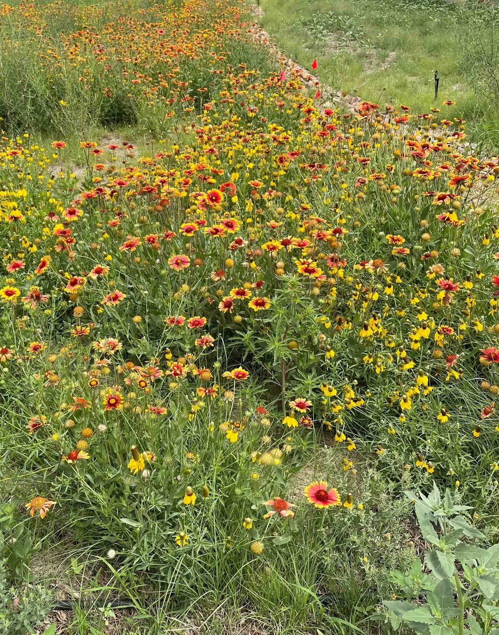 Learn More About Native Plants — Santa Fe Extension Master Gardeners
