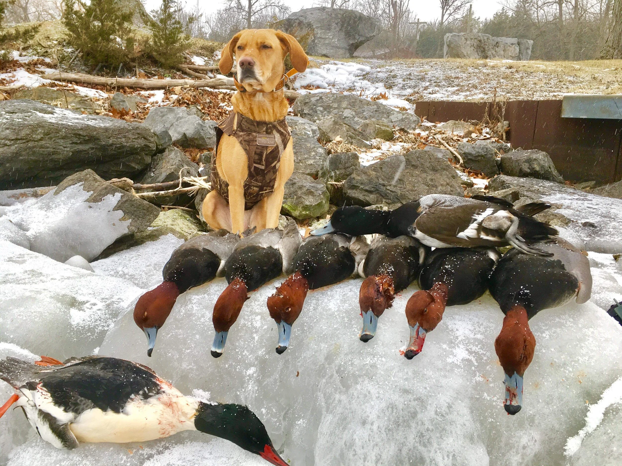 Gallery — North Wind Curls