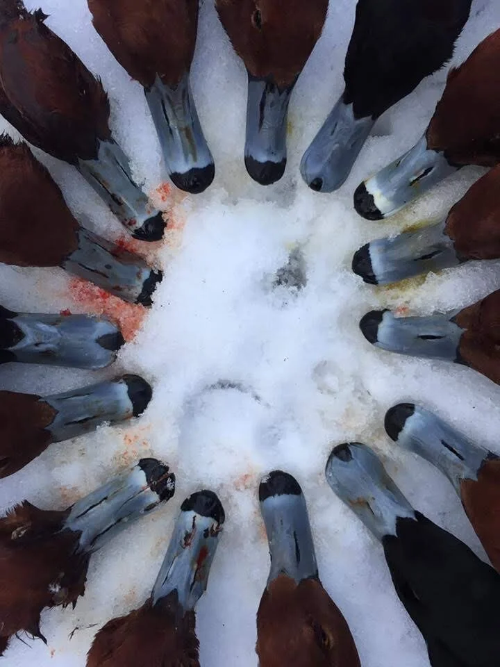 Gallery — North Wind Curls