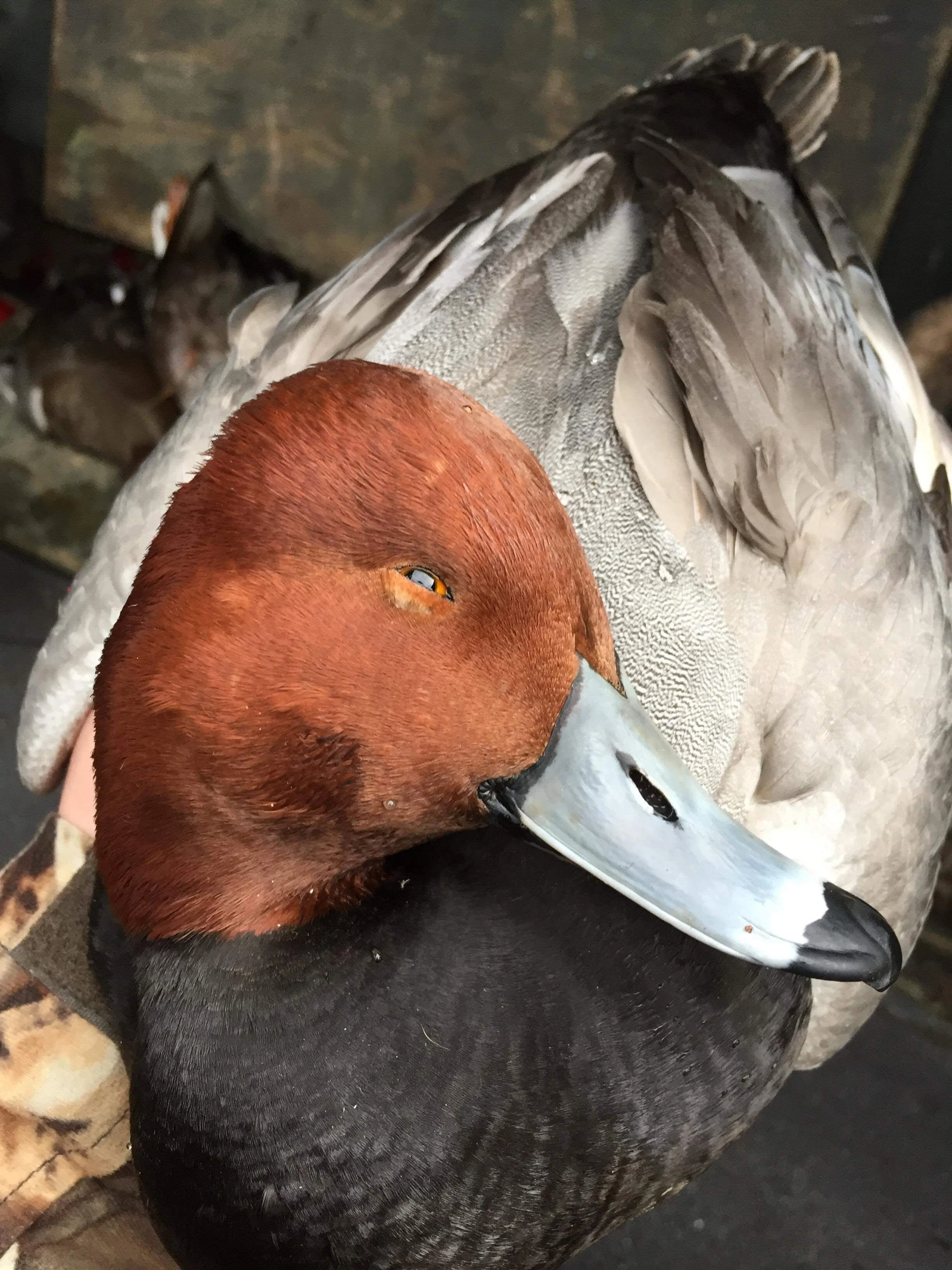 Gallery — North Wind Curls