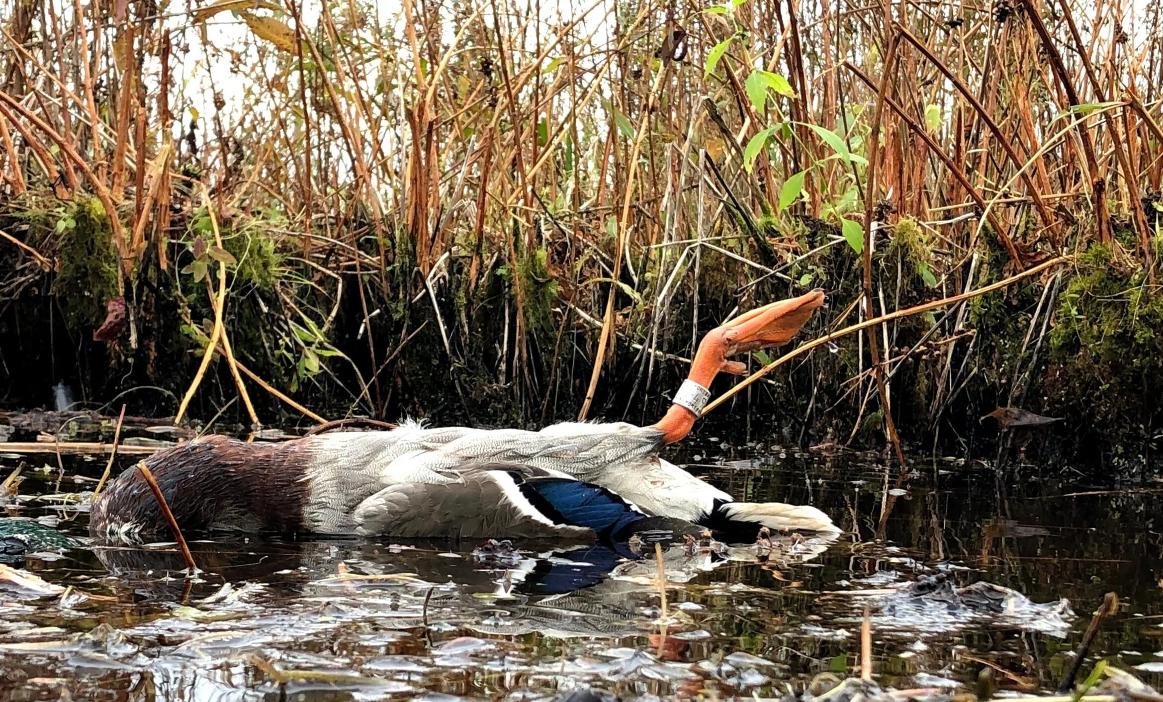 North Wind Curls - Guided Hunts in NY