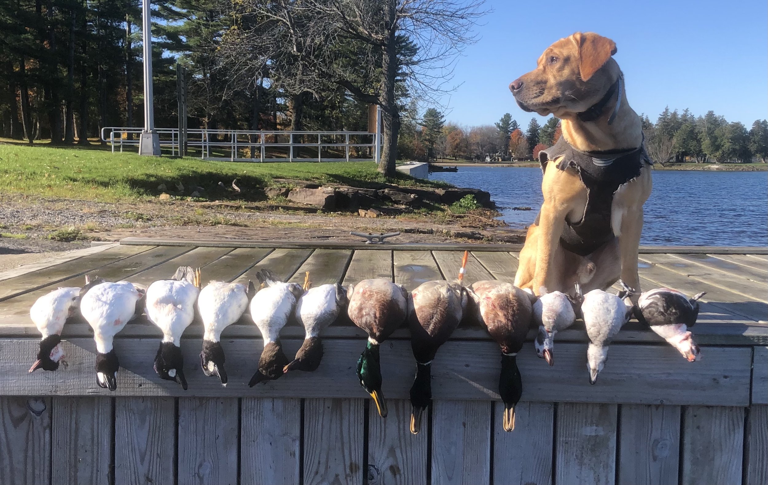 Gallery — North Wind Curls