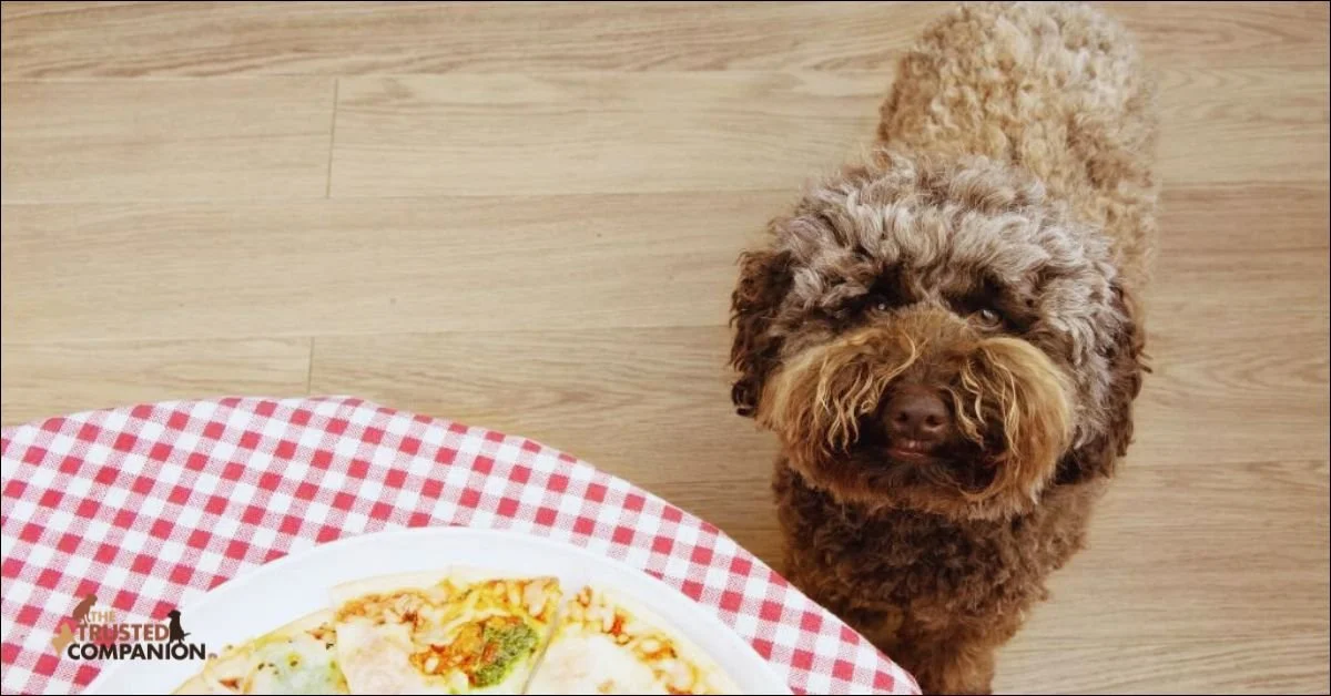 How To Stop A Dog From Begging For Food — The Trusted Companion