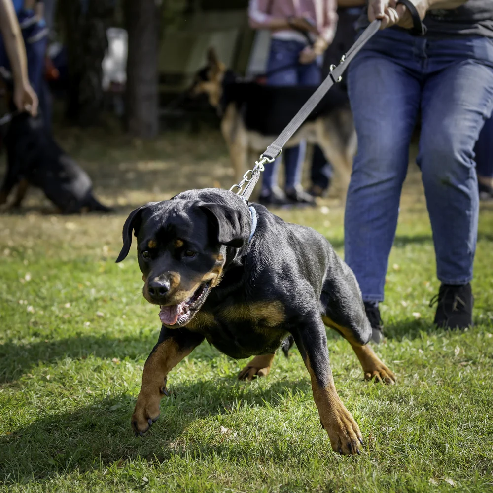 Why Do Some Dogs Pull On The Leash