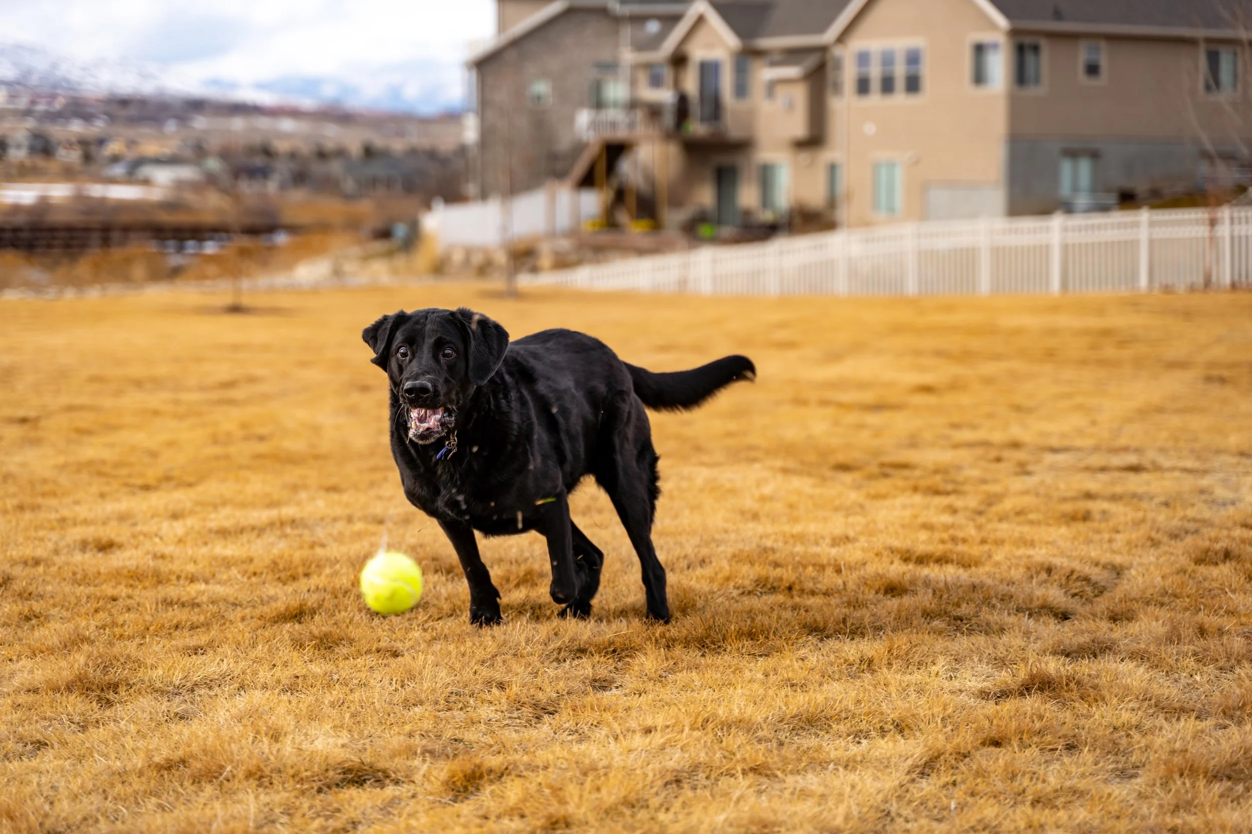 Play. Why It’s Important and How To Do It — The Trusted Companion
