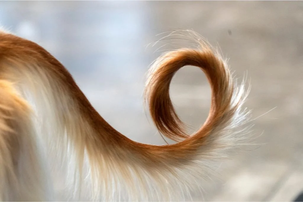 Understanding Your Dog's Tail Language — The Trusted Companion