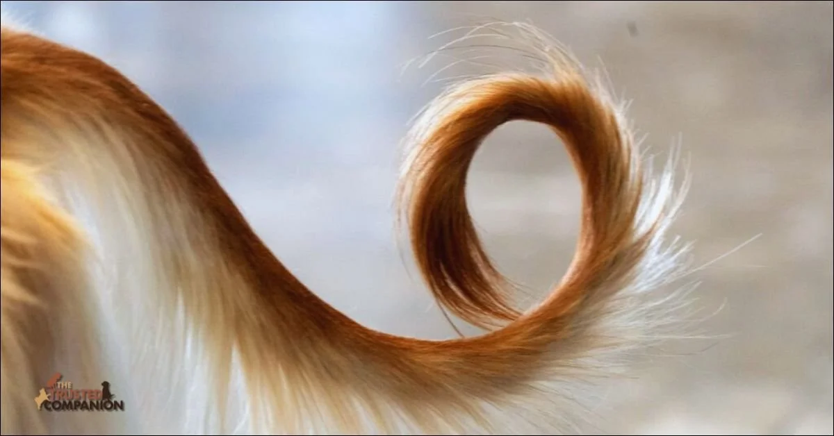 Understanding Your Dog's Tail Language — The Trusted Companion