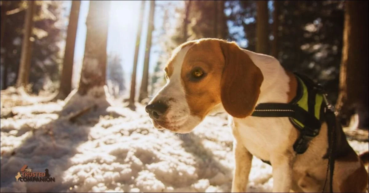 Understanding Displacement Behavior in Dogs — The Trusted Companion