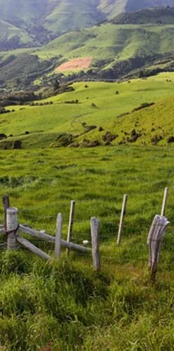 Silver Fern Farms Case Study | Dynamics 365 & Power Platform